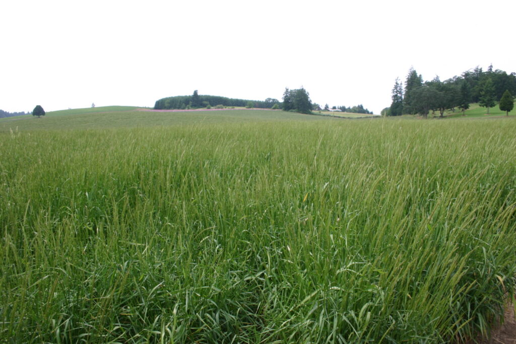 Silver Falls Seed Company - Wildrye - Blue