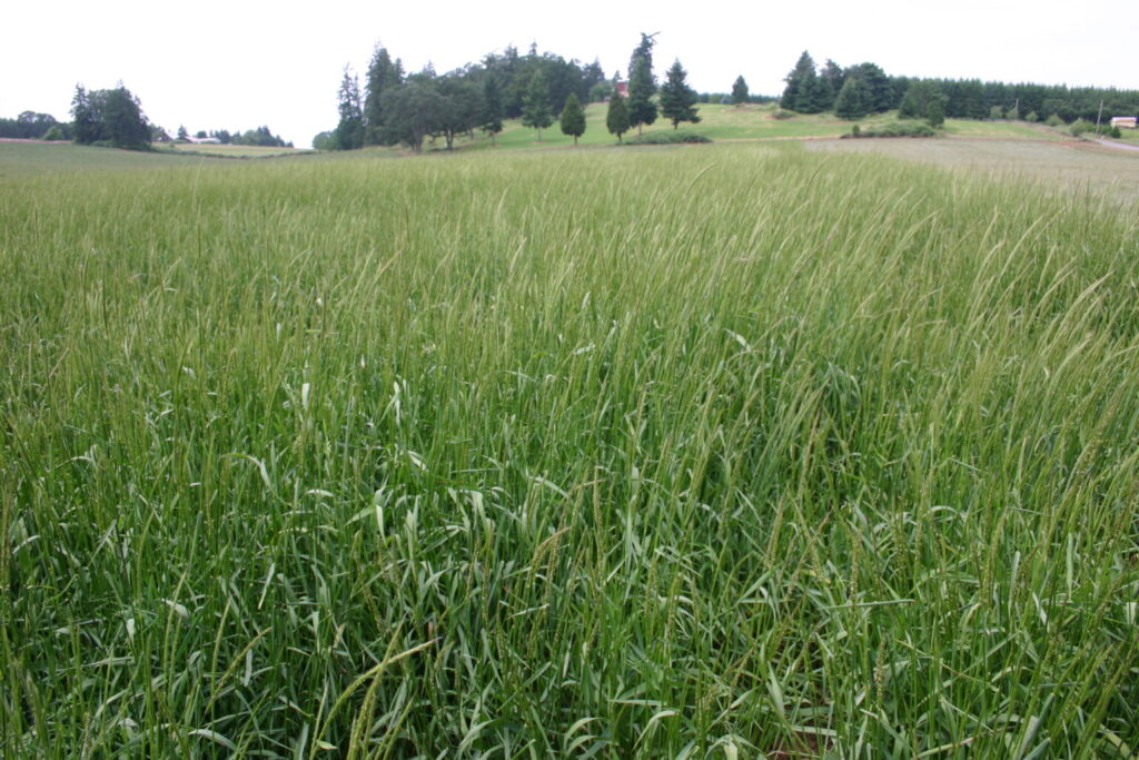 Silver Falls Seed Company - Wildrye - Blue