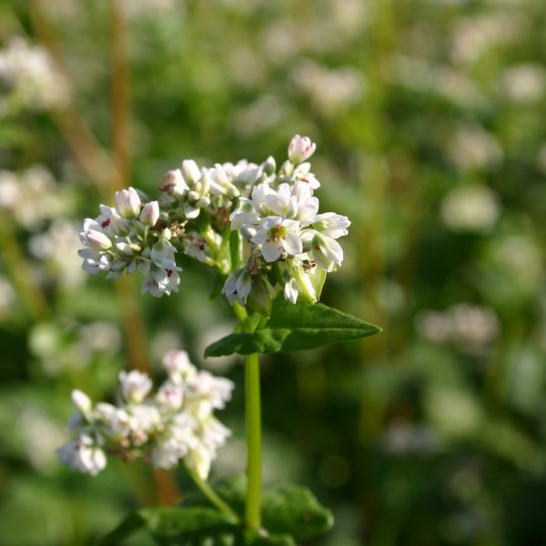 Silver Falls Seed Company - Phacelia - Lacy Fiddleneck
