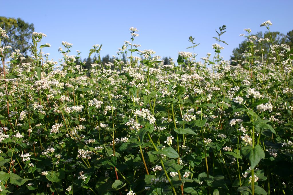 Silver Falls Seed Company - Buckwheat