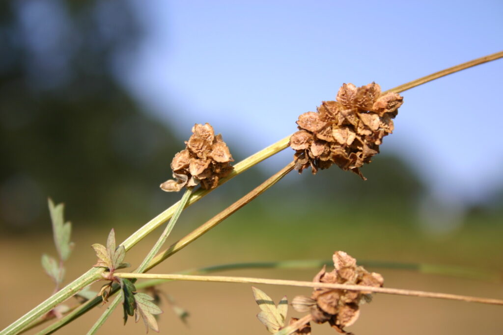 Silver Falls Seed Company - Burnet