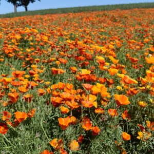 Silver Falls Seed Company - Poppy - California Mikado