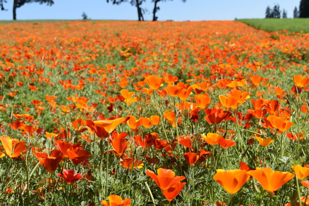 Silver Falls Seed Company - Poppy - California Mikado