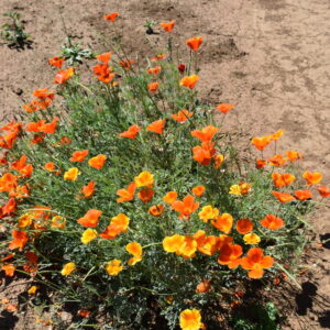 Silver Falls Seed Company - Poppy - California Mikado