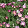 Silver Falls Seed Company - Poppy - California Purple Gleam