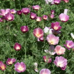 Silver Falls Seed Company - Poppy - California Purple Gleam