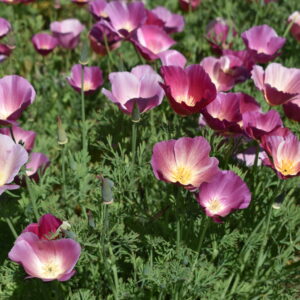 Silver Falls Seed Company - Poppy - California Purple Gleam