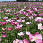 Silver Falls Seed Company - Poppy - California Purple Gleam