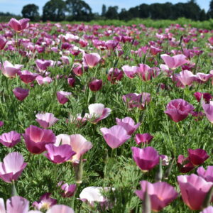 Silver Falls Seed Company - Poppy - California Purple Gleam