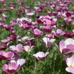 Silver Falls Seed Company - Poppy - California Purple Gleam