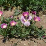 Silver Falls Seed Company - Poppy - California Purple Gleam