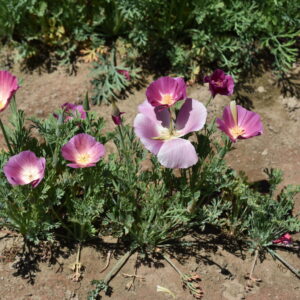 Silver Falls Seed Company - Poppy - California Purple Gleam