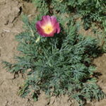 Silver Falls Seed Company - Poppy - California Purple Gleam