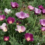 Silver Falls Seed Company - Poppy - California Purple Gleam