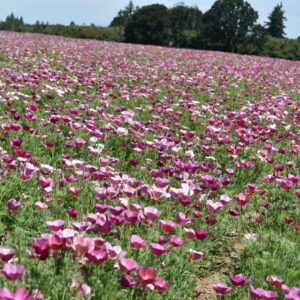 Silver Falls Seed Company - Poppy - California Purple Gleam