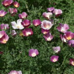 Silver Falls Seed Company - Poppy - California Purple Gleam