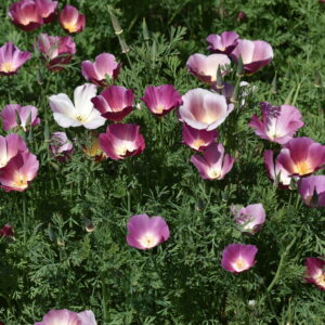 Silver Falls Seed Company - Poppy - California Purple Gleam
