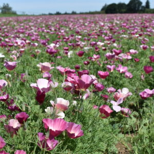 Silver Falls Seed Company - Poppy - California Purple Gleam