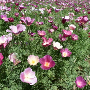 Silver Falls Seed Company - Poppy - California Purple Gleam