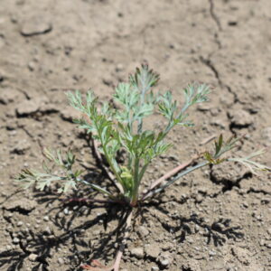 Silver Falls Seed Company - Poppy - California Red Chief