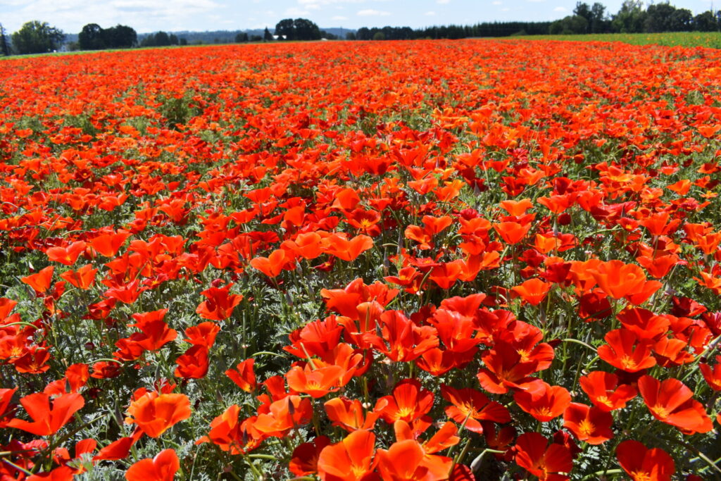 Silver Falls Seed Company - Poppy - California Red Chief