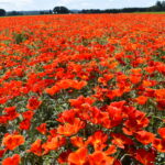 Silver Falls Seed Company - Poppy - California Red Chief