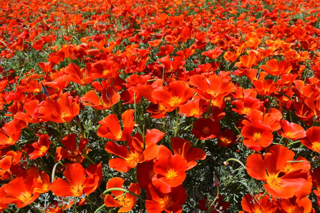 Silver Falls Seed Company - Poppy - California Red Chief
