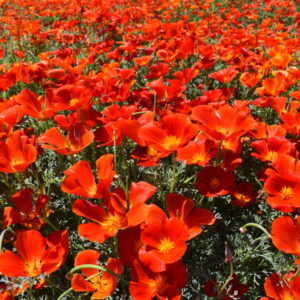 Silver Falls Seed Company - Poppy - California Red Chief