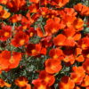 Silver Falls Seed Company - Poppy - California Red Chief