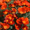 Silver Falls Seed Company - Poppy - California Red Chief