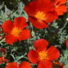 Silver Falls Seed Company - Poppy - California Red Chief