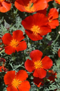 Silver Falls Seed Company - Poppy - California Red Chief
