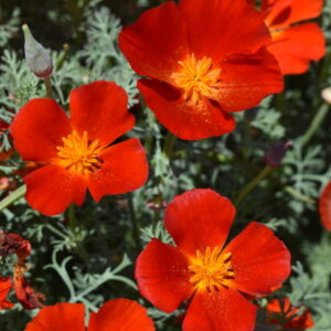Silver Falls Seed Company - Poppy - California Red Chief