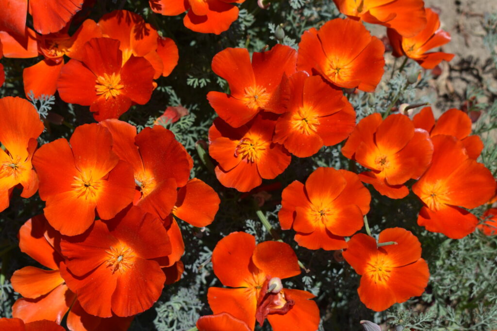 Silver Falls Seed Company - Poppy - California Red Chief