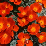 Silver Falls Seed Company - Poppy - California Red Chief