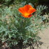 Silver Falls Seed Company - Poppy - California Red Chief