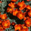 Silver Falls Seed Company - Poppy - California Red Chief
