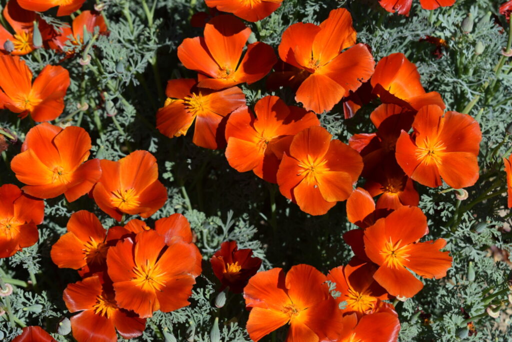 Silver Falls Seed Company - Poppy - California Red Chief