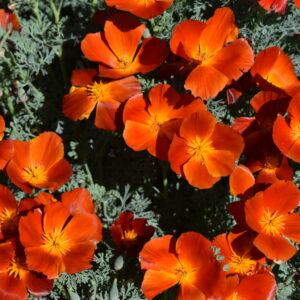 Silver Falls Seed Company - Poppy - California Red Chief