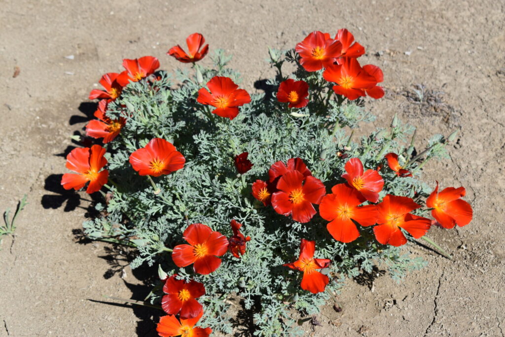 Silver Falls Seed Company - Poppy - California Red Chief