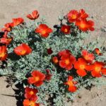 Silver Falls Seed Company - Poppy - California Red Chief