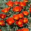 Silver Falls Seed Company - Poppy - California Red Chief