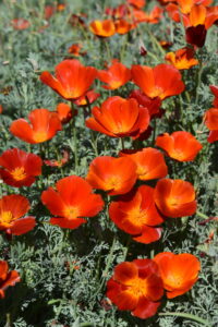 Silver Falls Seed Company - Poppy - California Red Chief