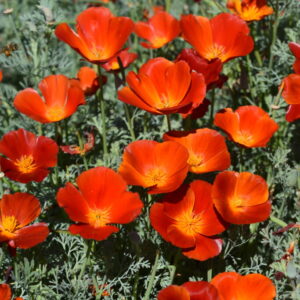 Silver Falls Seed Company - Poppy - California Red Chief