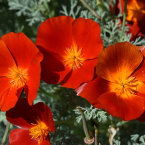 Silver Falls Seed Company - Poppy - California Red Chief