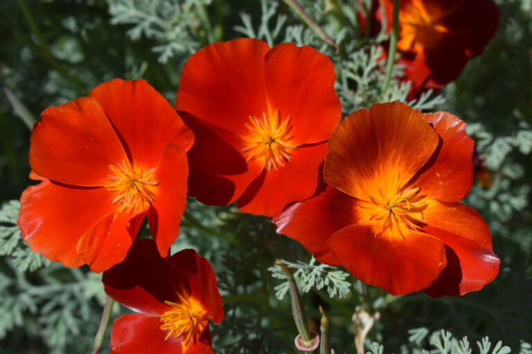 Silver Falls Seed Company - Poppy - California Red Chief