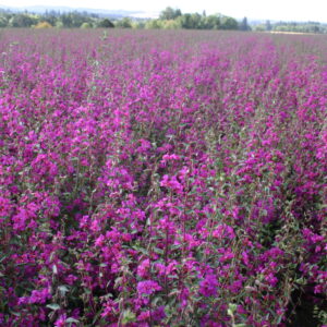 Silver Falls Seed Company - Clarkia - Elegant Purple