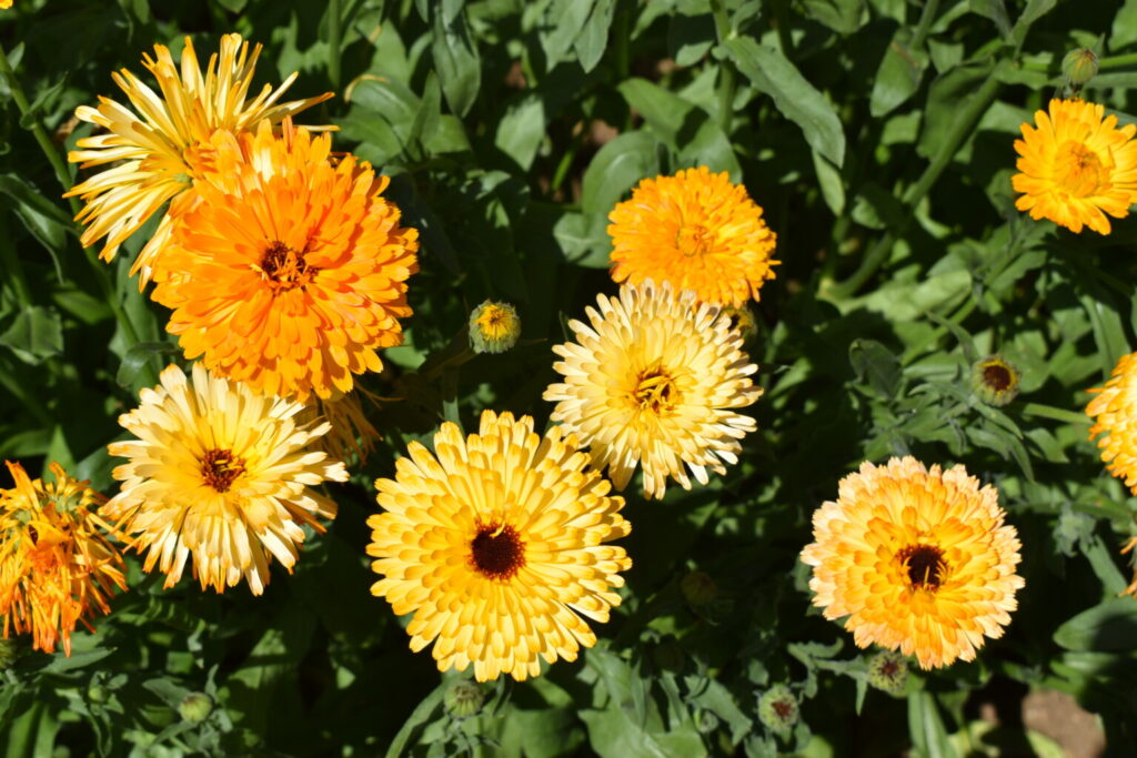 Silver Falls Seed Company - Calendula - Pacific Beauty Apricot