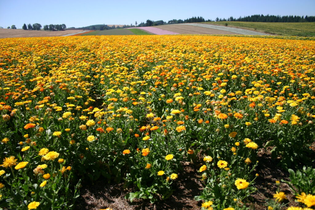 Silver Falls Seed Company - Calendula - Fancy Mix