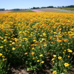 Silver Falls Seed Company - Calendula - Fancy Mix